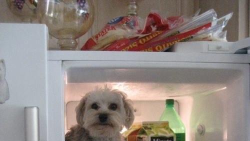 dogs in fridges