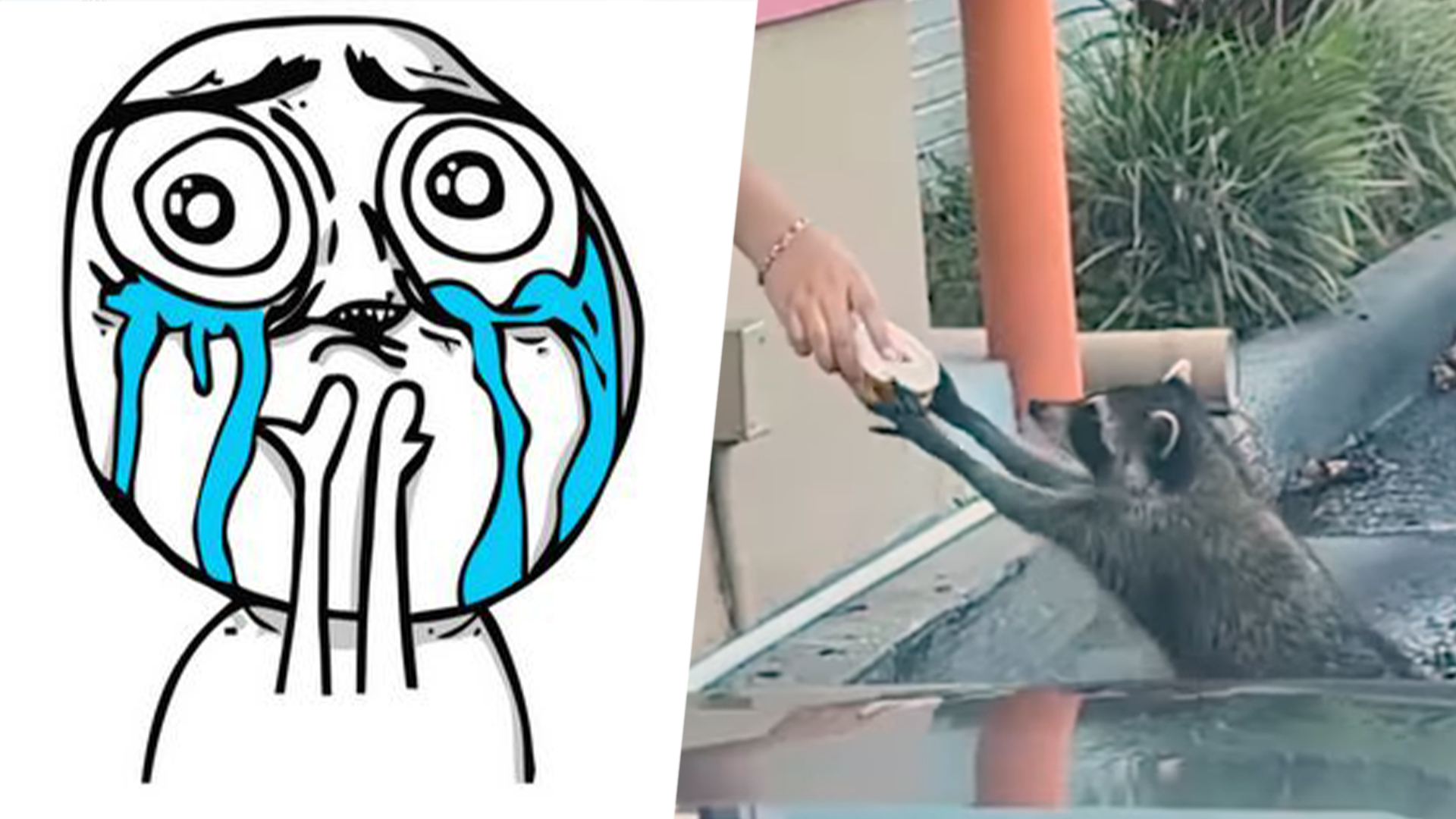 Check Out This ADORABLE Raccoon Getting A Free Donut For 'International ...