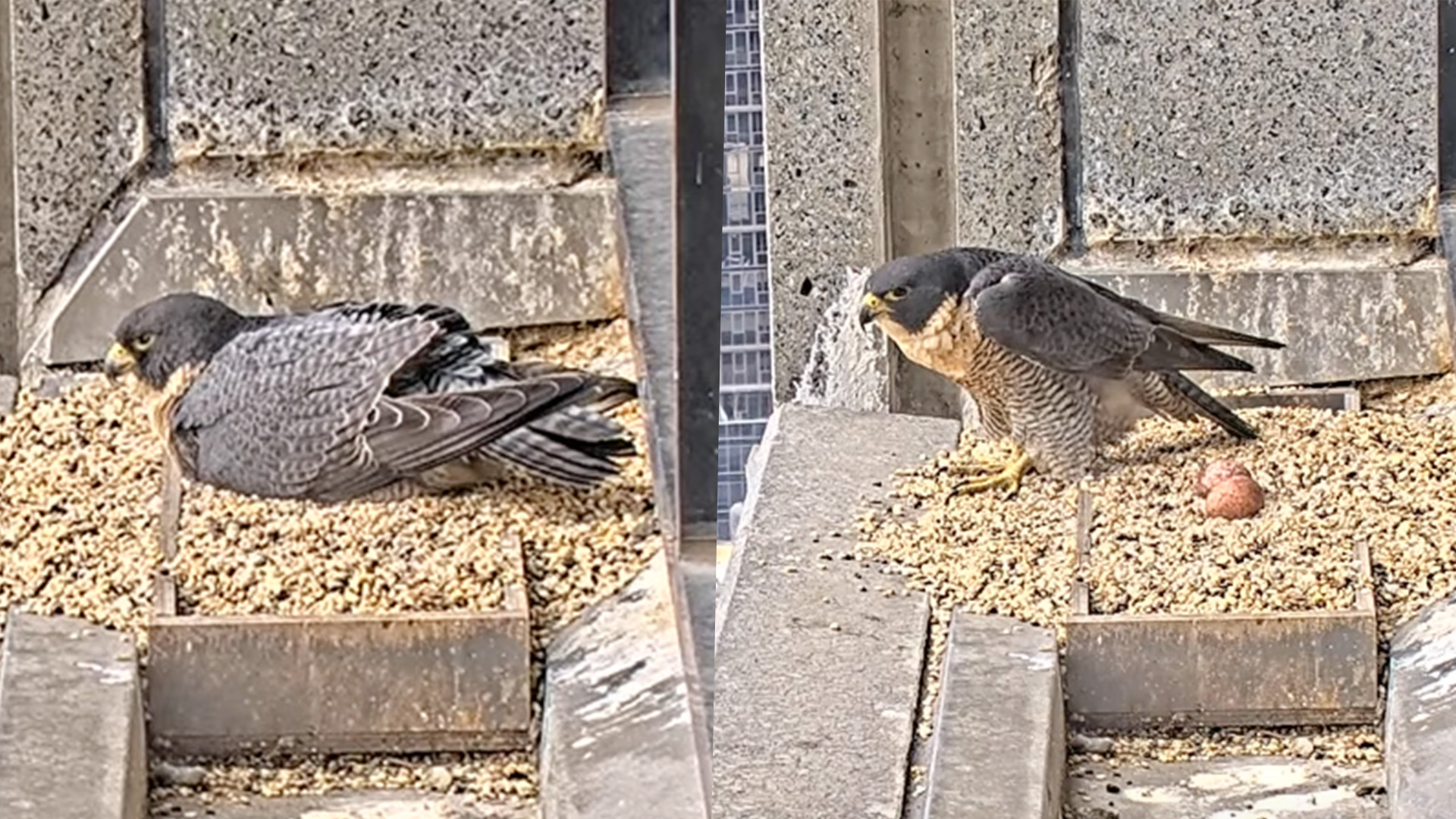 A New Pair Of Peregrine Falcons Have Started Nesting On 367 Collins Street