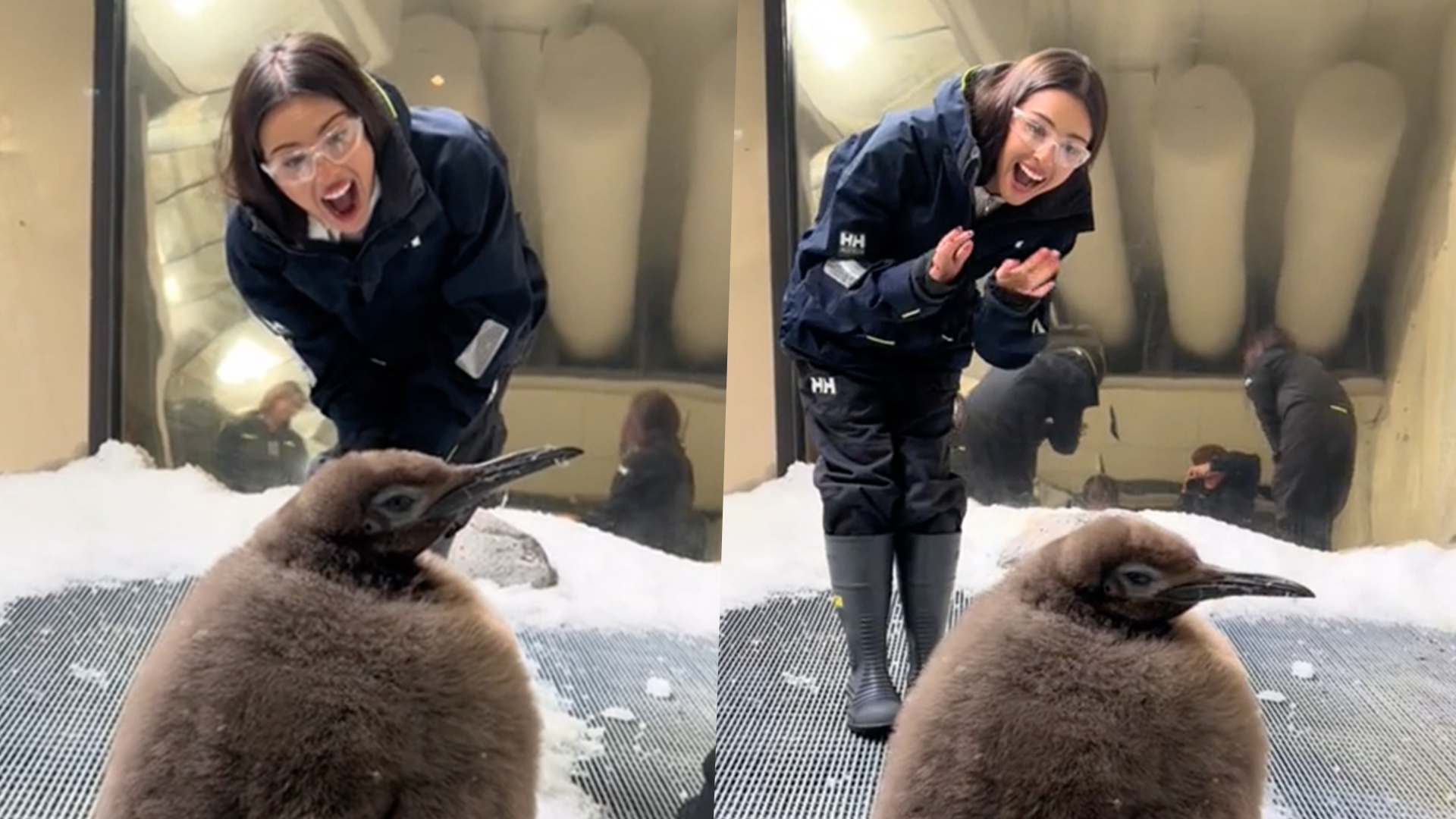 Olivia Rodrigo Has Met The Melbourne's Favourite Bird - Pesto The Penguin!